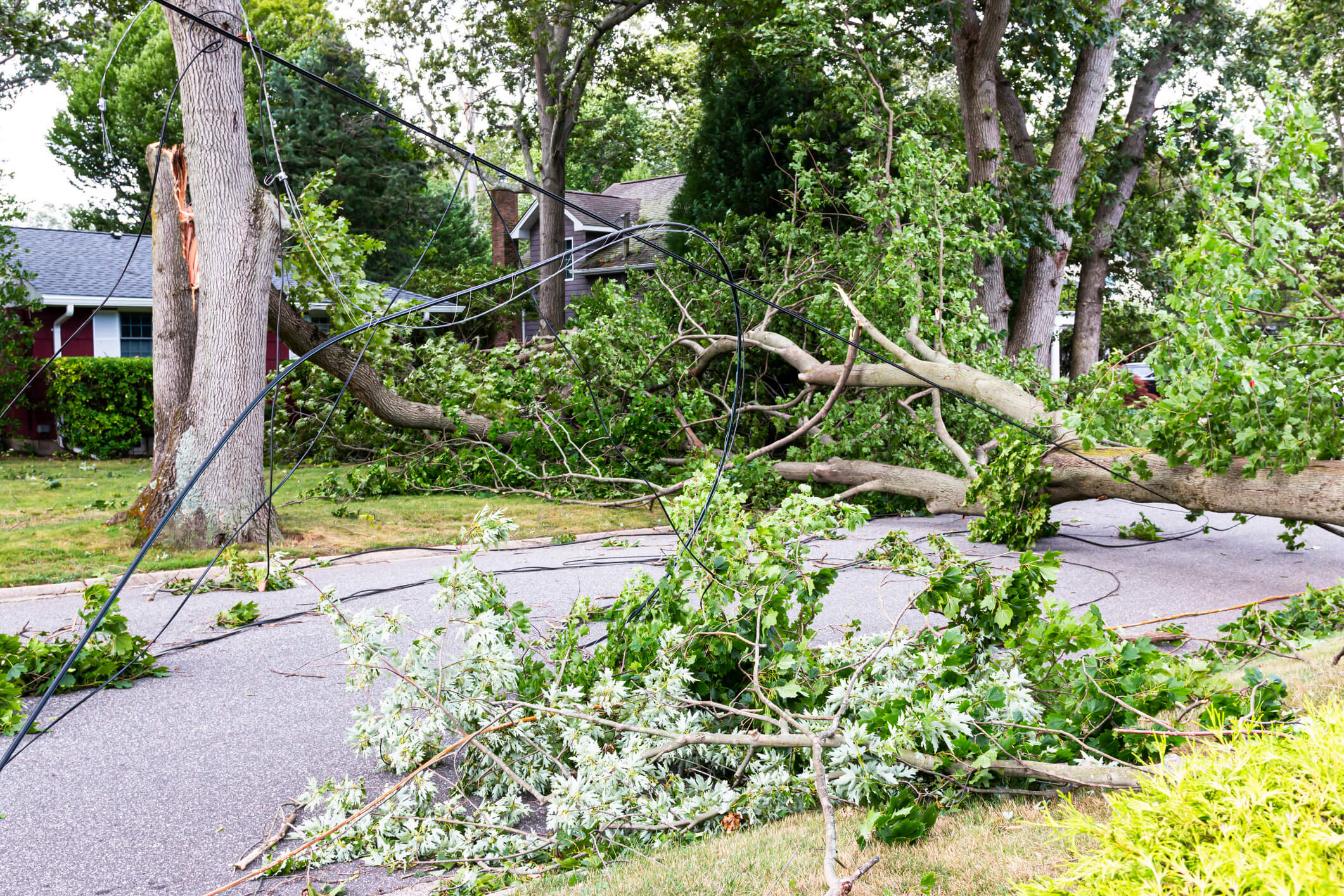 Northbrook Landscape Hazards Lawyer - Stein & Shulman, LLC